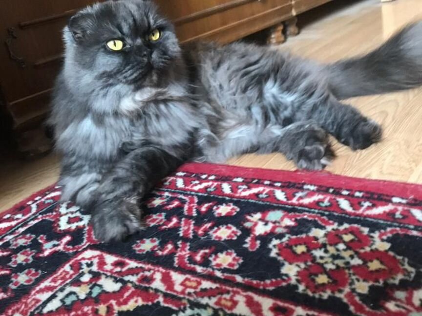 Пушистые ласкуши без когтей ищут дом