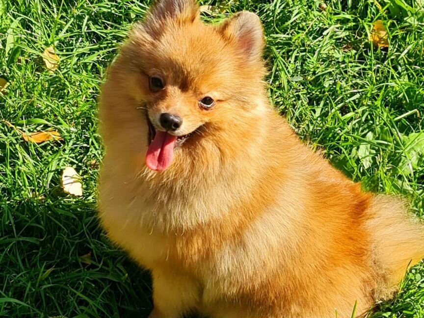 Шикарные шпицы