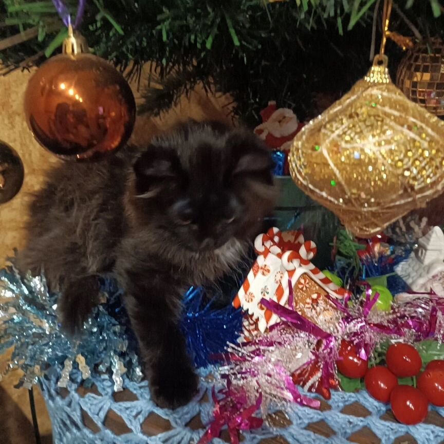 Черный котенок мальчик