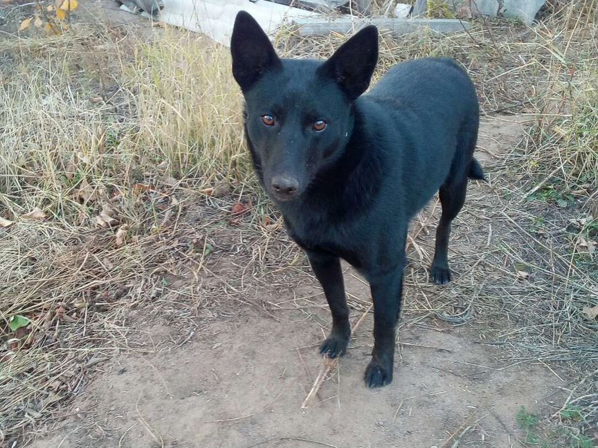Щенок, девочка, 8 месяцев