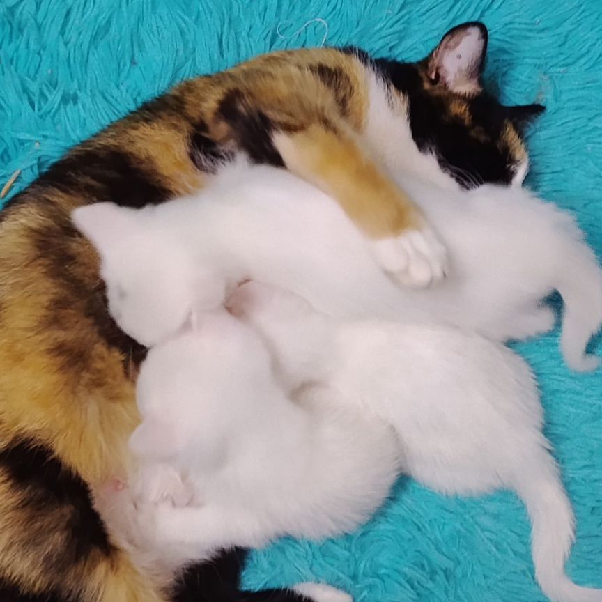 Ориентальный котёнок