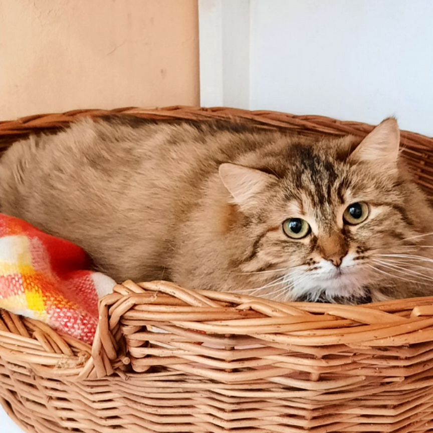 Взрослая, кошка в добрые руки