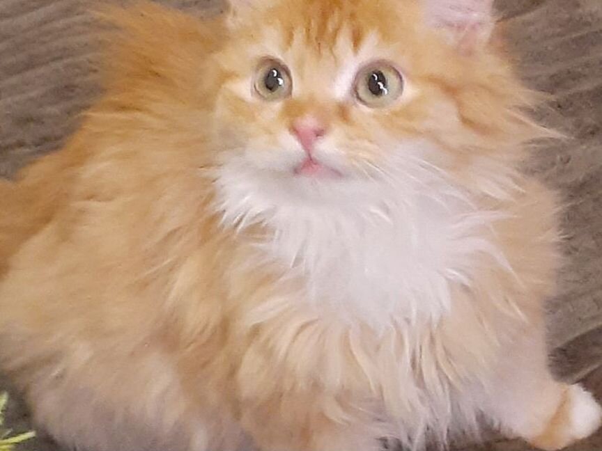 Котенок мальчик