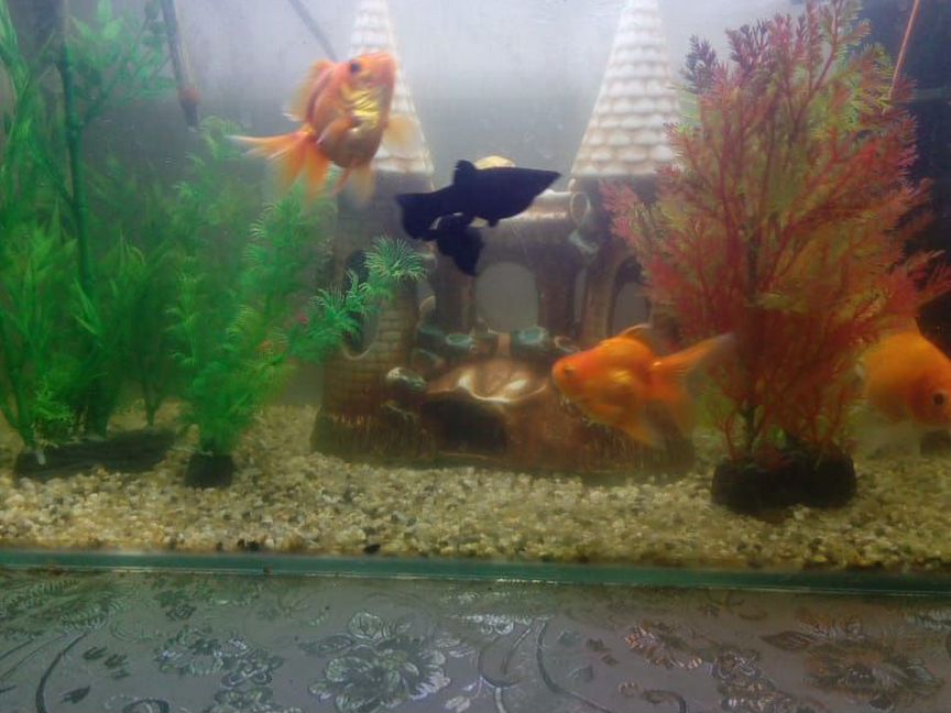 Аквариумные рыбки
