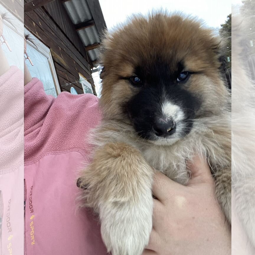 Щенок в добрые руки