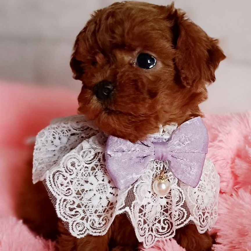 Той-пудель, щенок