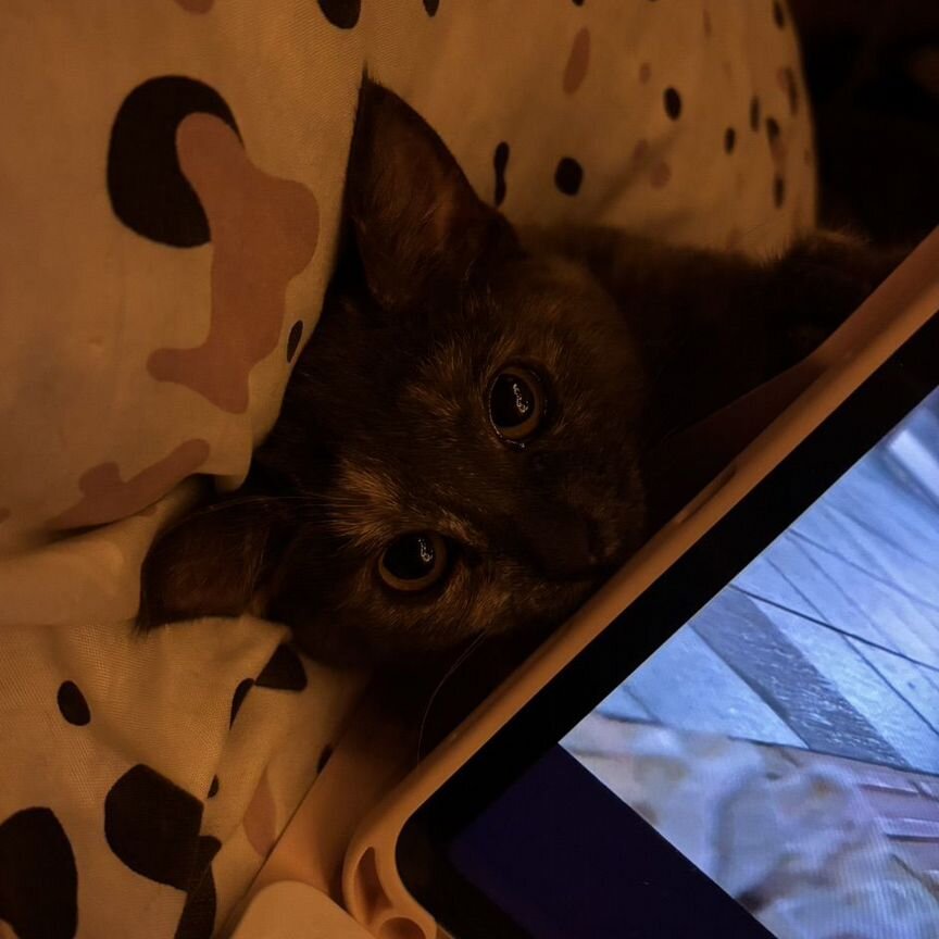 Бразильский короткошёрстный котёнок