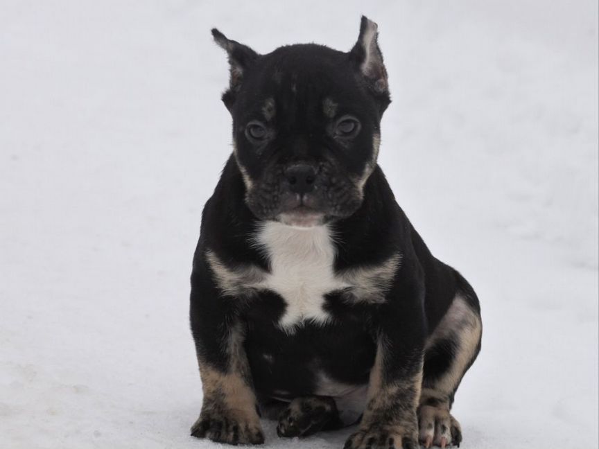 Американский булли лучший друг для детей