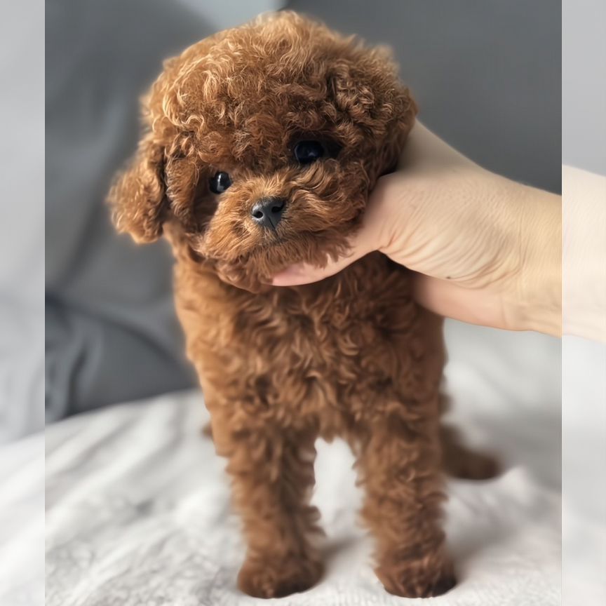 Той-пудель, щенок