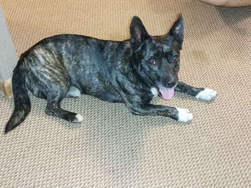 Найдена собака, ищем хозяина