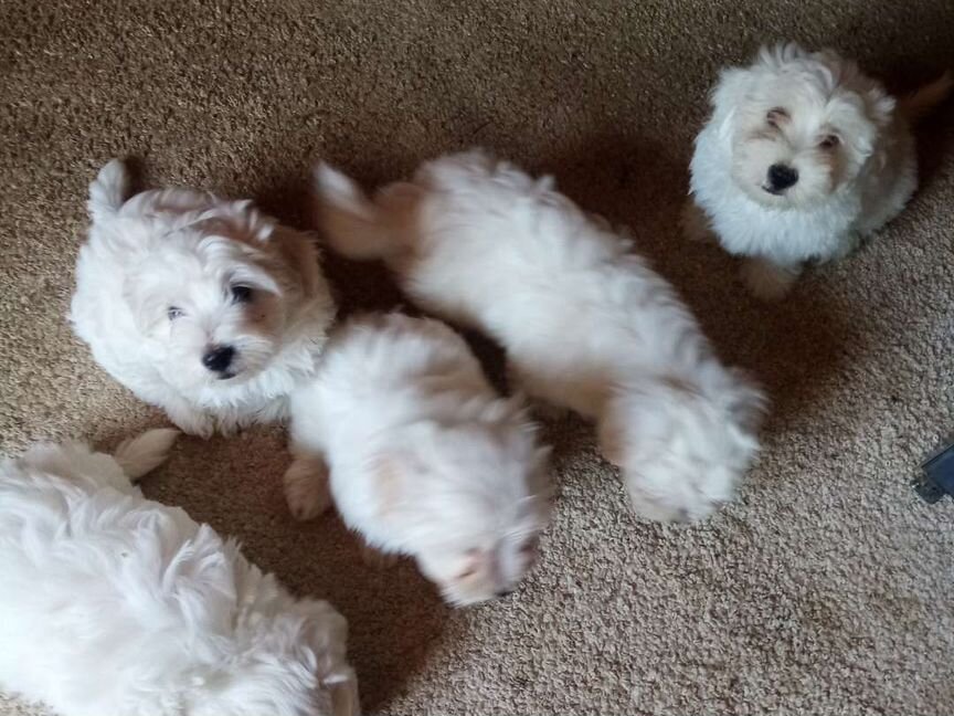 Продаются шенки мальтийской болонки