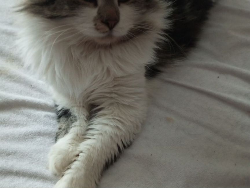 Кошка