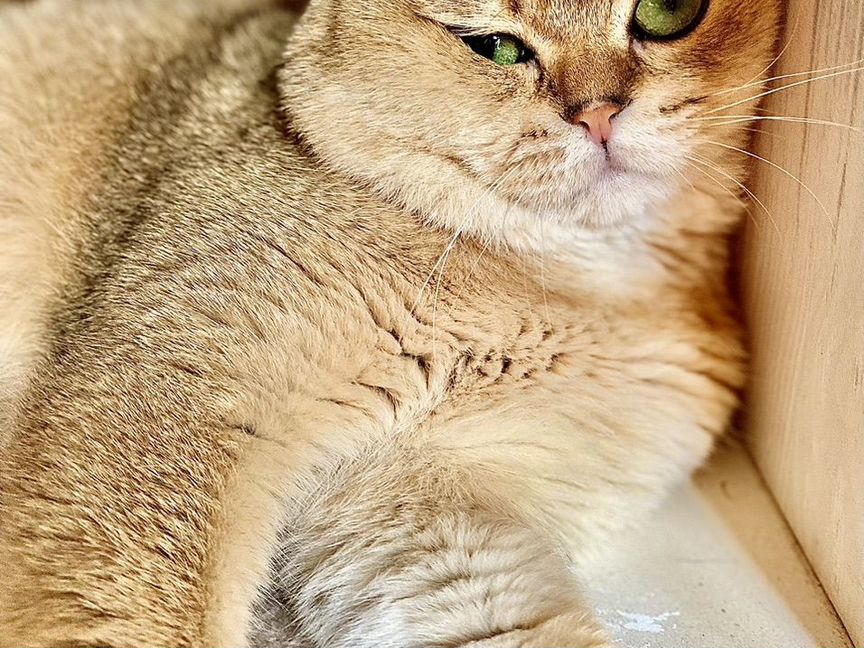 Кот британский