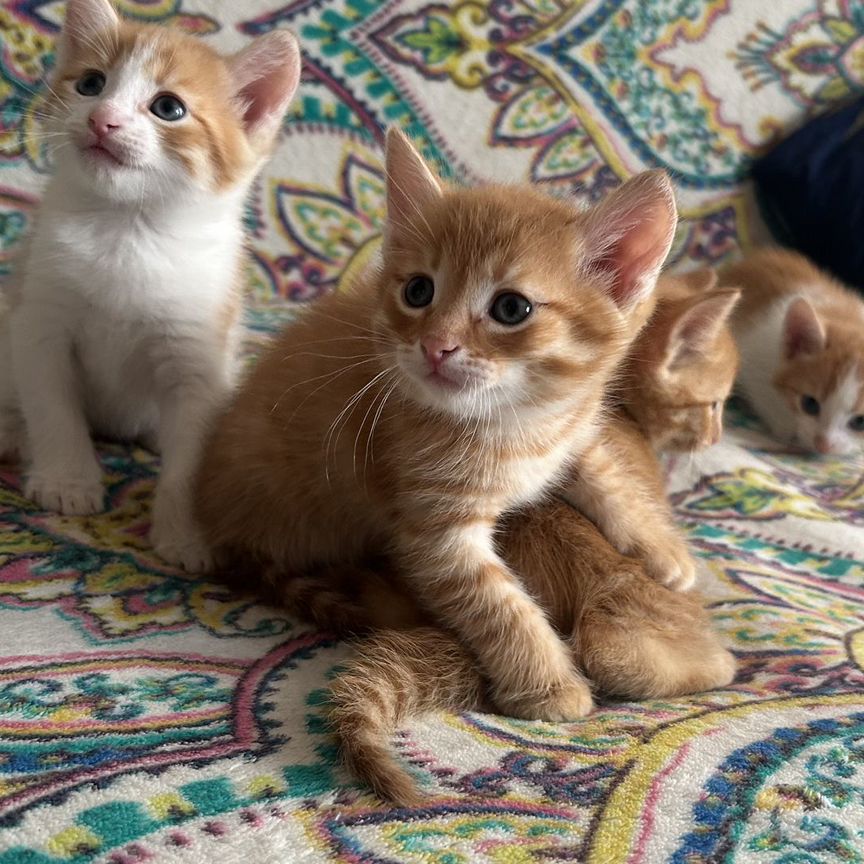 Котята