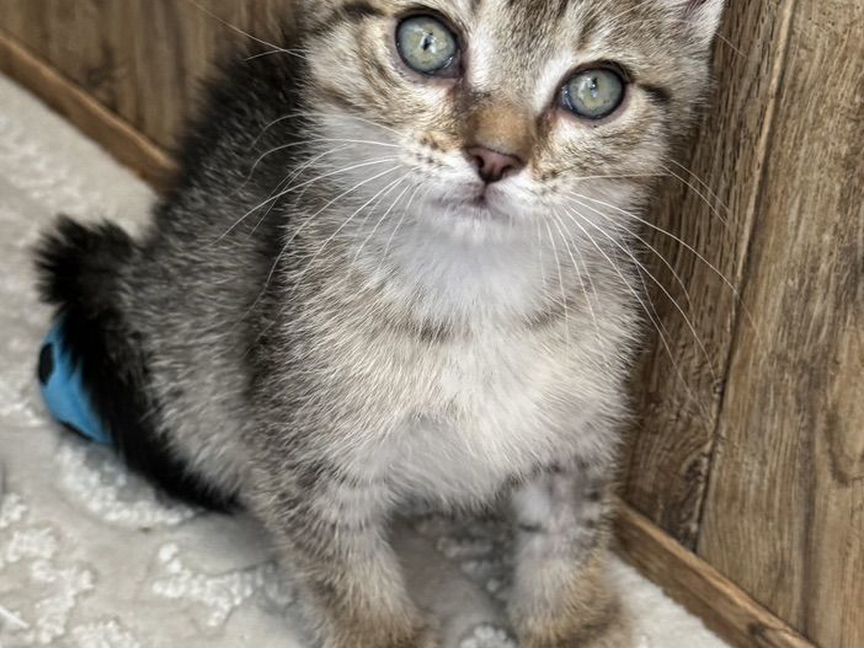 Арчик котенок мальчик в самые добрые руки