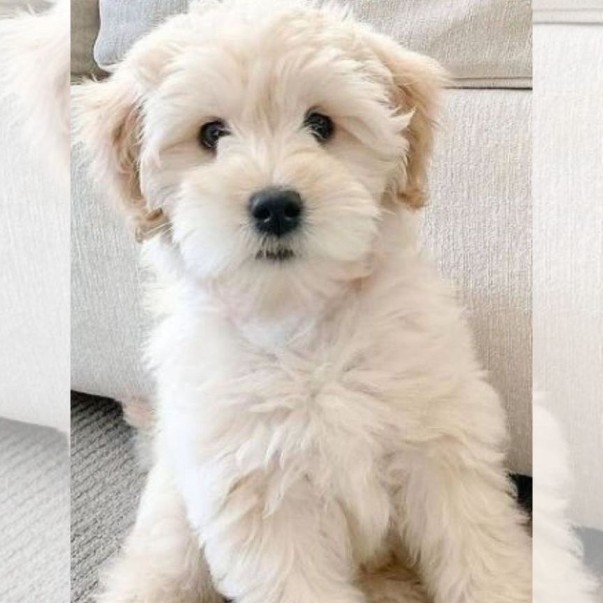 Мальтипу девочка