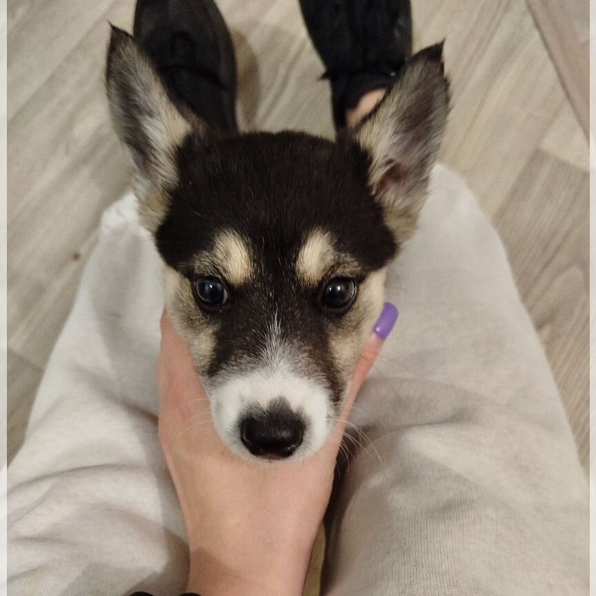 Отдам бесплатно животные