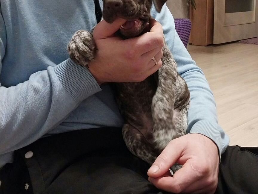 Щенки курцхаара