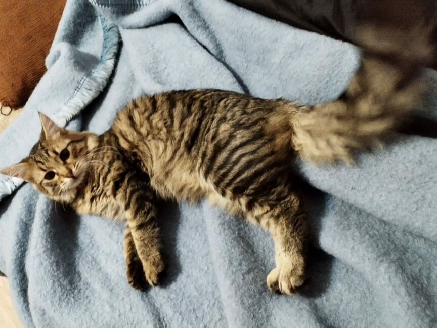 Сибирская кошечка подросток 8 мес в дар