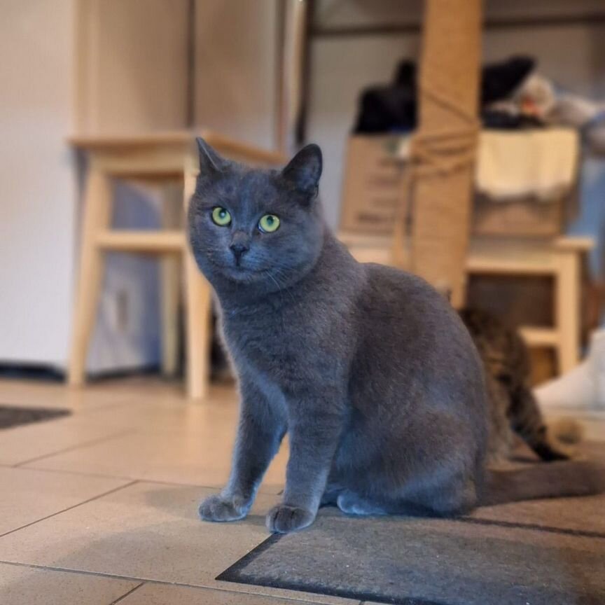 Британский котенок ищет дом