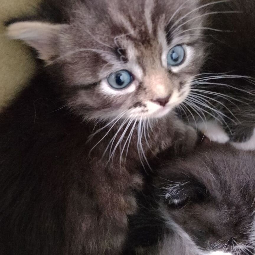 Дворянская