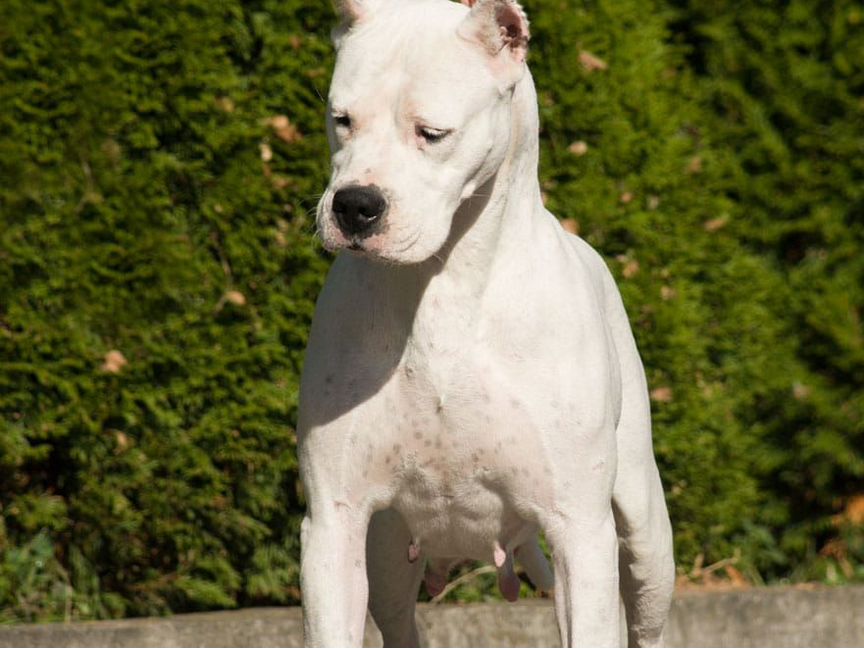 Аргентинский дог "Фортуна Никс"