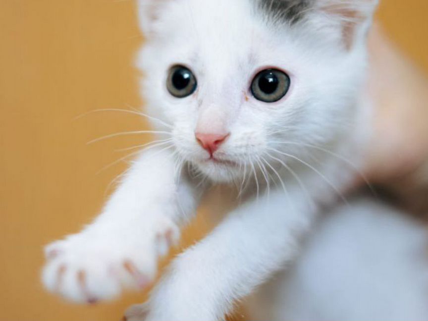 Котёнок ждет именно тебя