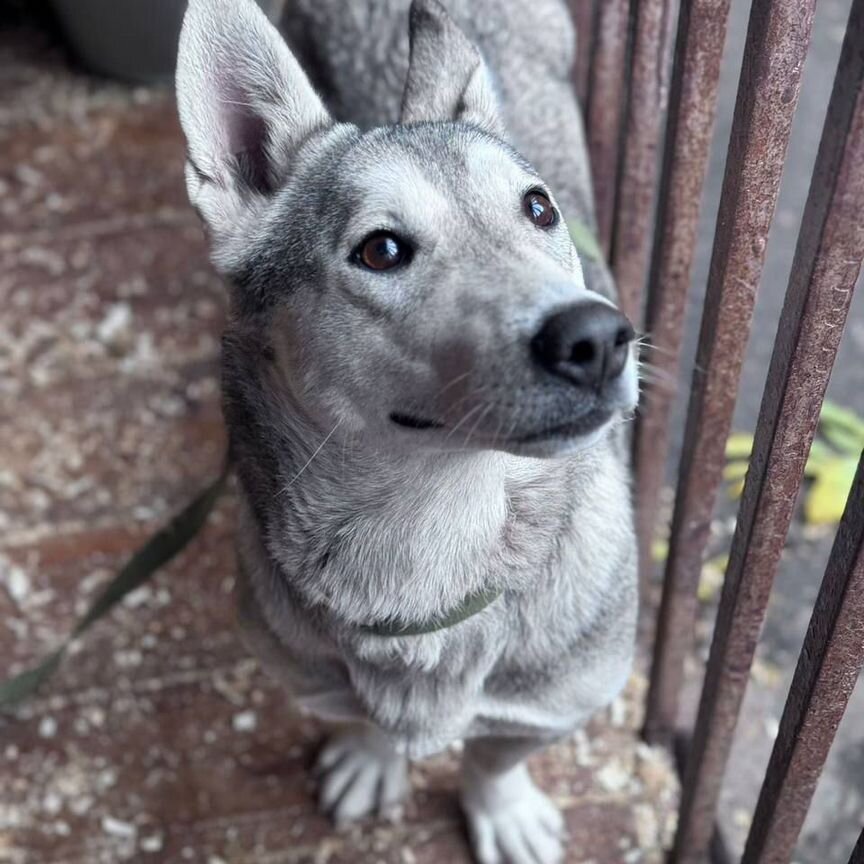 Собака в добрые руки отдам бесплатно