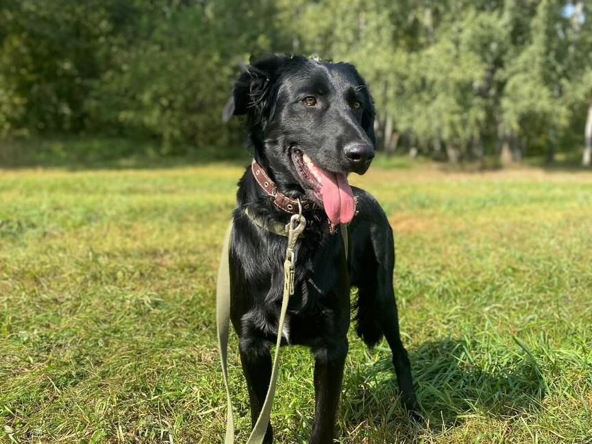Породистая собака бесплатно в дар ищет дом