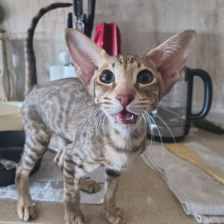 Ориентальный котёнок