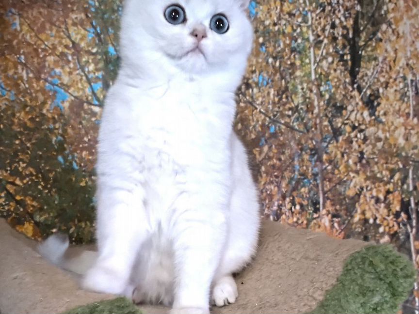 Шотландские котята серебристая шиншилла