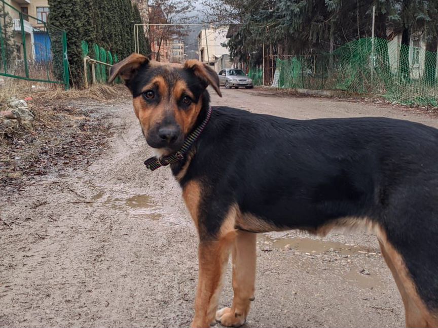 Почти овчарка Ника в поисках дома