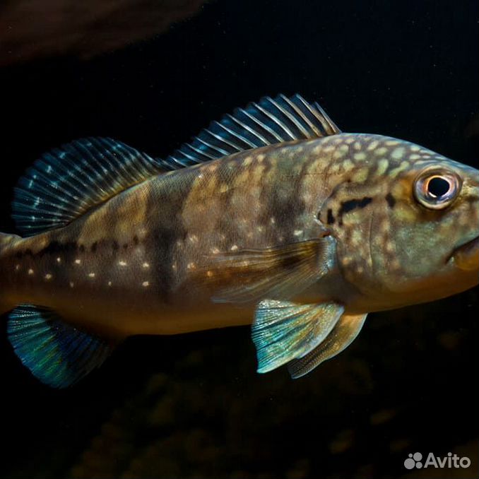 Цихла Azul или Павлиний окунь голубой