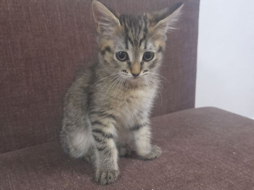Отдам котёнка бесплатно в хорошие руки