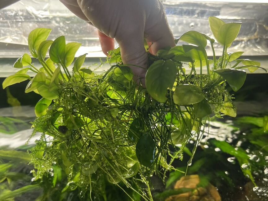 Продам/ обменяю Анубис