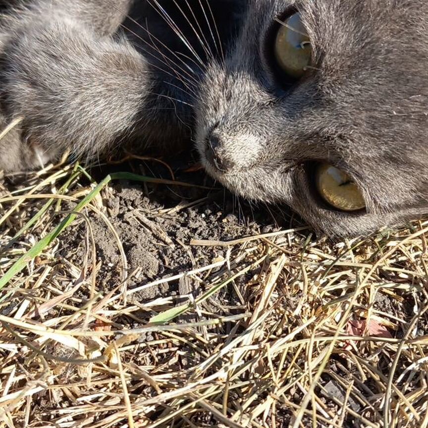 Котята в добрые руки бесплатно