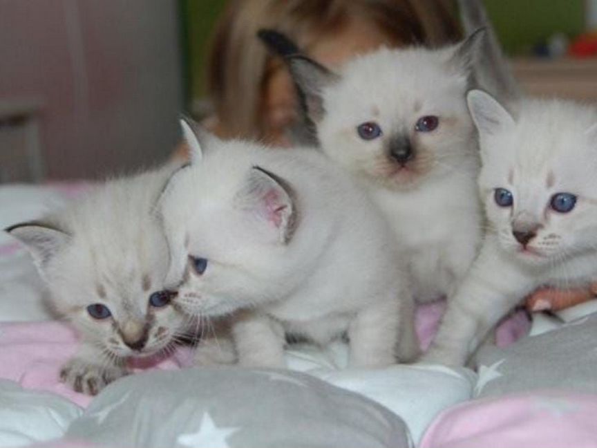 Тайские котяточки