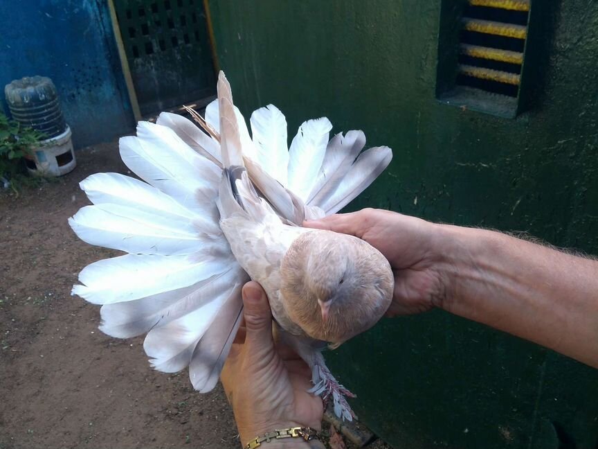 Голуби николаевский