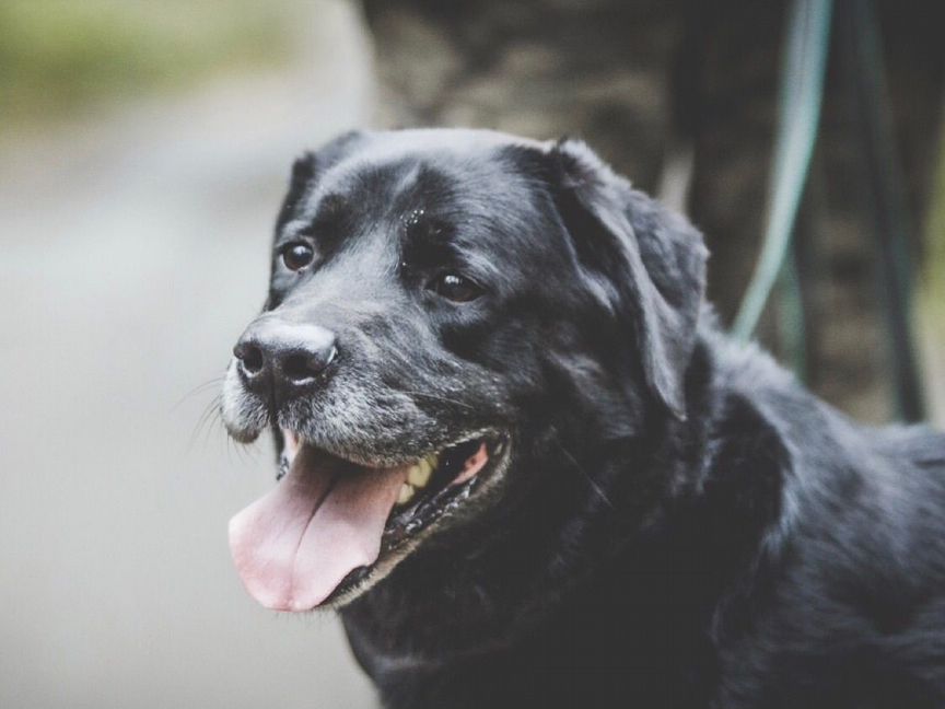 Лабрадор Сэм в добрые руки бесплатно