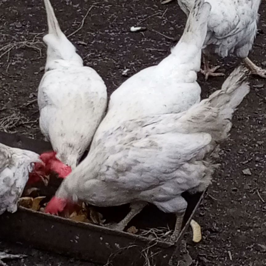 Куры несушки