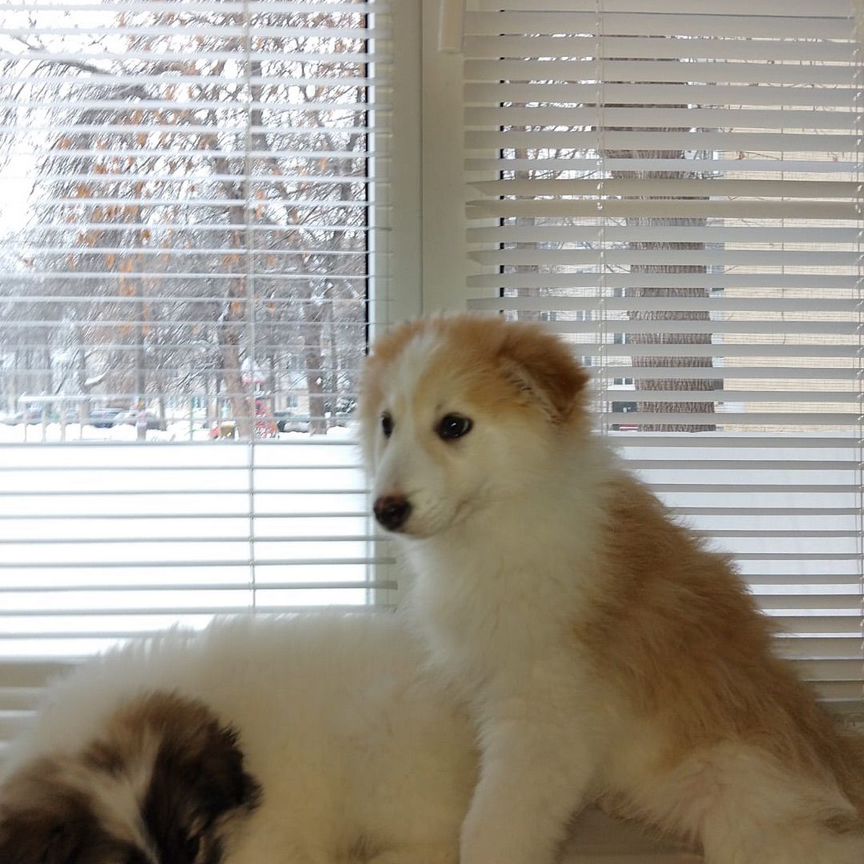 Ищем дом для милашек