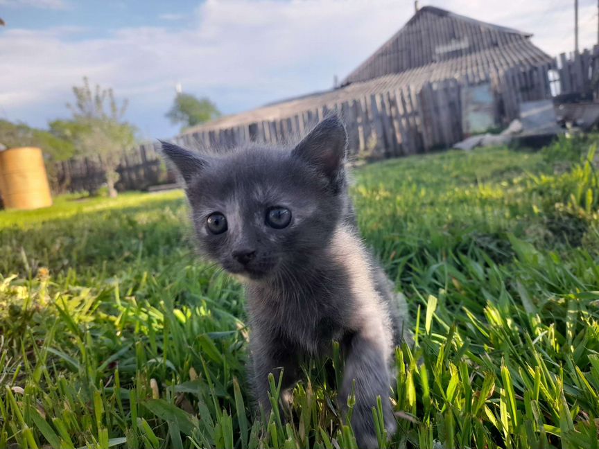 Котенок