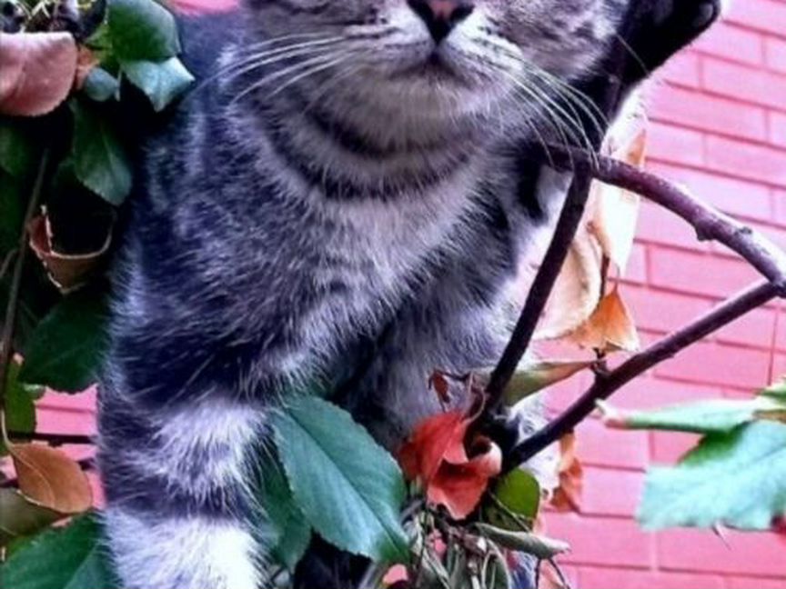 Котята страйты и фолды(вислоухие)