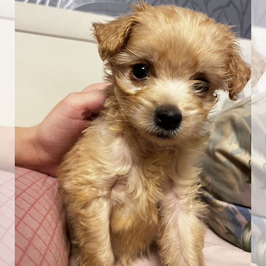 Мальтипу, щенок