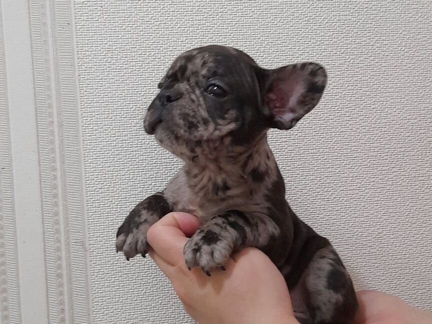 Французские детки