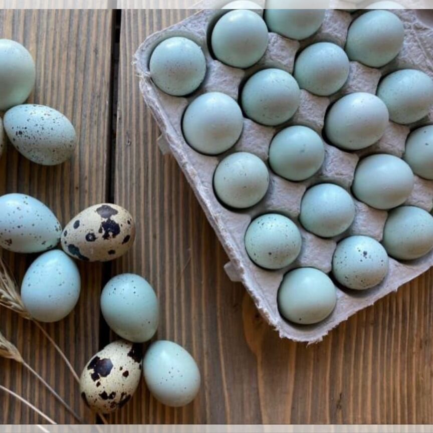 Яйцо перепелинное