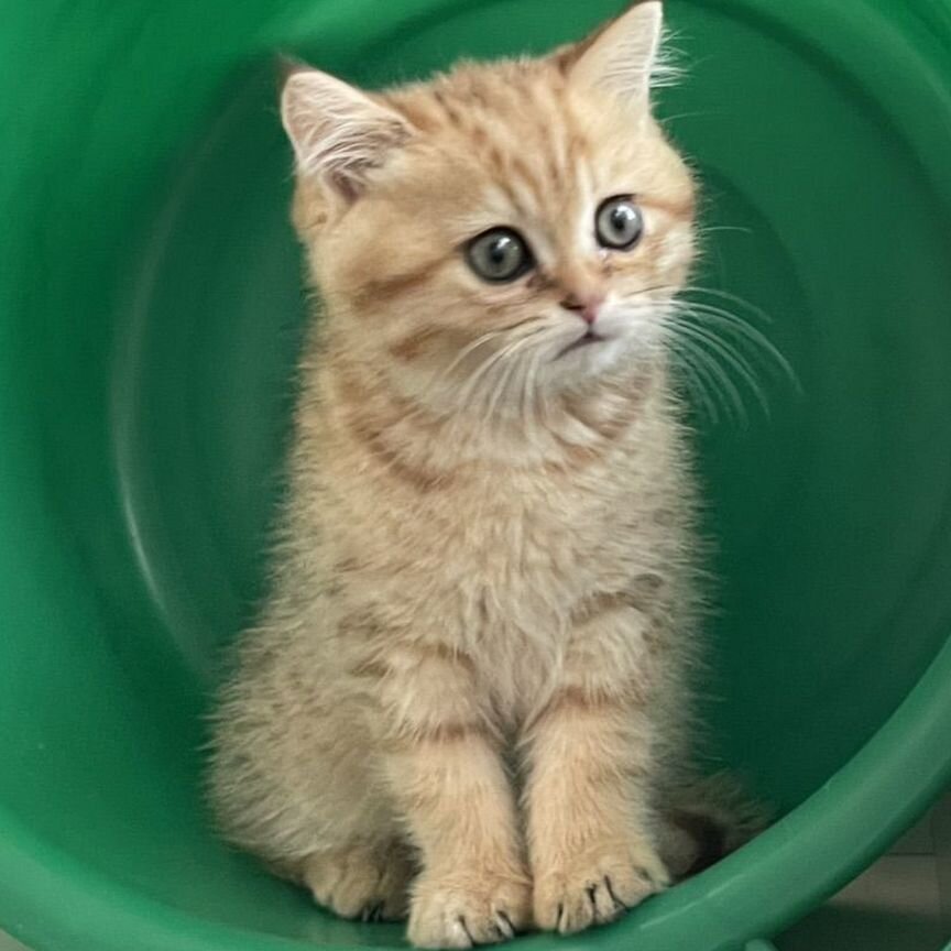 Клубный котенок