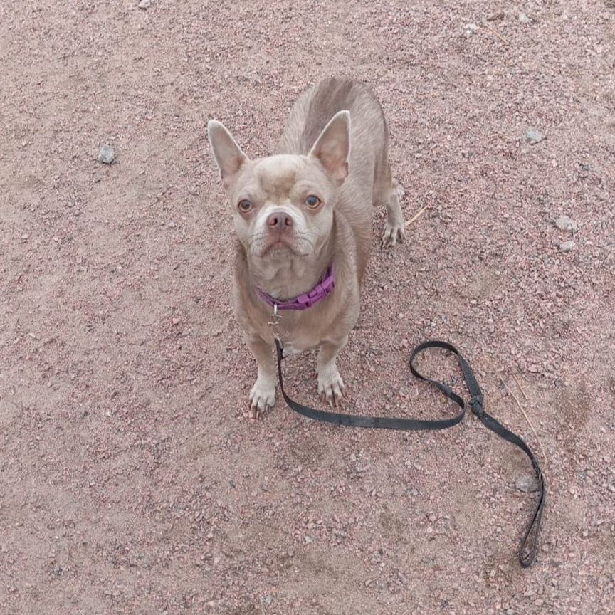 Чихуахуа в добрые руки