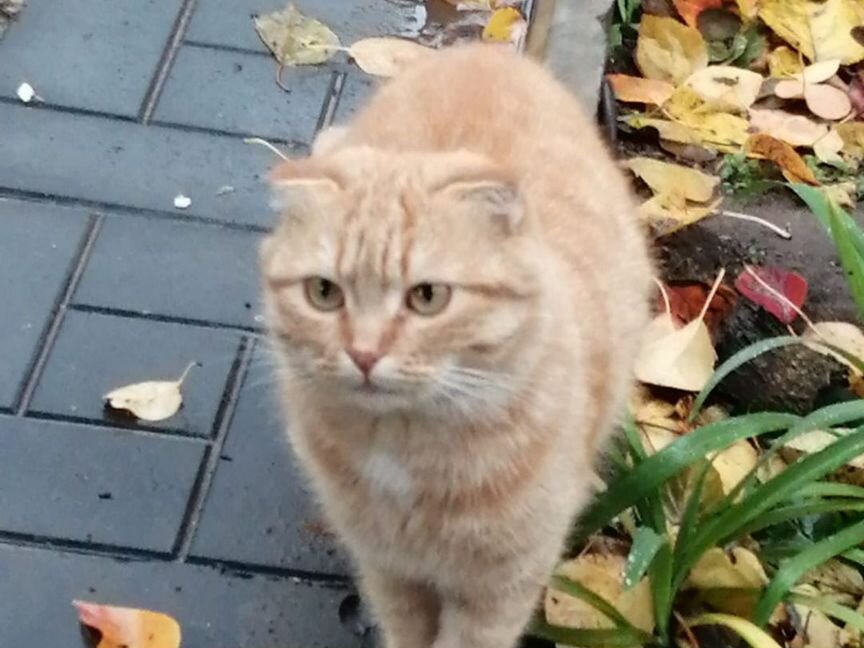 Шотландская кошка