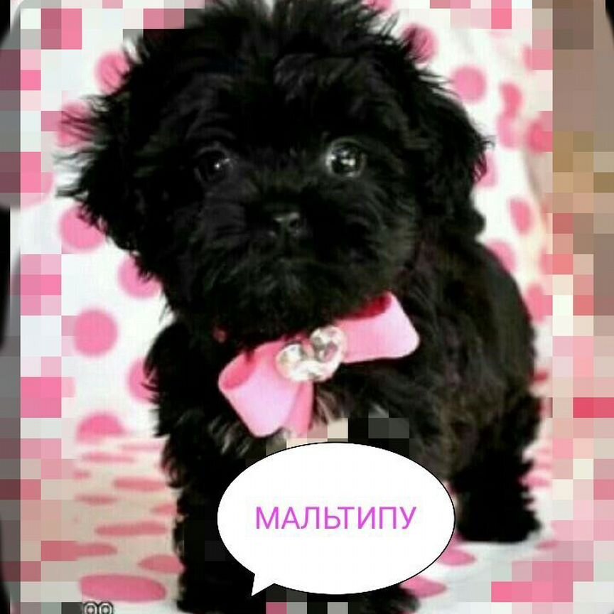 Мальтипу лучшие